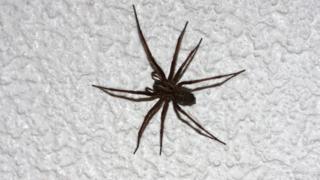 Spider season: How to tackle an influx of arachnids - BBC News