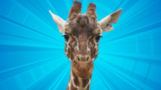 Baby giraffe born with no spots named by the public - BBC Newsround