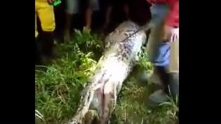 Indonesian man's body found inside python - police - BBC News