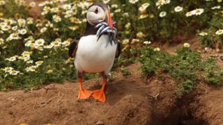 Skomer puffin photographers told to be careful - BBC News