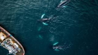 How do whales communicate? - BBC Newsround