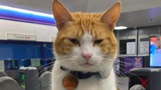 Train station cat puts Stourbridge on the map - BBC News