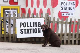 Local elections 2024: Dogs at polling stations - BBC News
