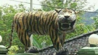 Indonesian man's body found inside python - police - BBC News