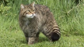 Wildcats to be re-introduced to Devon and Cornwall - BBC Newsround
