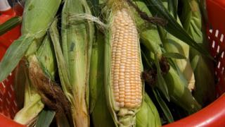 First study finds neonic pesticides in US drinking water - BBC News