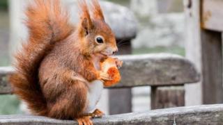 Red squirrel numbers boosted by predator - BBC News