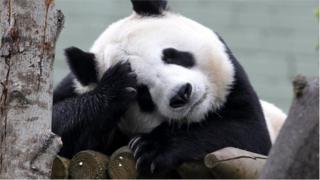 'Rock star' pandas - not exactly a love story - BBC News