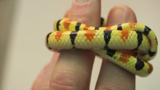 Snake walk: The physics of slithering - BBC News