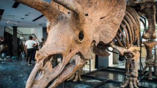 'Oldest EVER' dinosaur fossil found - BBC Newsround