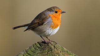 The Big Garden Birdwatch 2023: Which birds made the top ten? - BBC ...