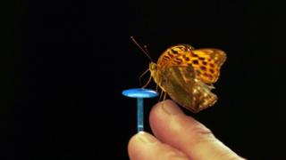 Butterflies: Scientists explain how they fly! - BBC Newsround