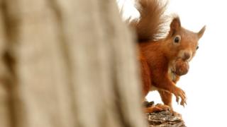 Scotland's red squirrel numbers stabilise - BBC News