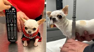 Meet the world's smallest dog - and other record-breaking pups - BBC ...