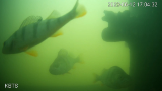 Utrecht's fish doorbell is back for another season - BBC Newsround