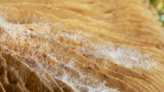 Mycelium: Leather made of fungi can self-repair - BBC Newsround