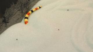 Snake walk: The physics of slithering - BBC News