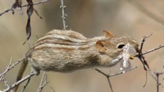 DNA clues to how chipmunk earned its stripes - BBC News