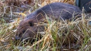 Beavers in Cairngorms for first time in 400 years - BBC News