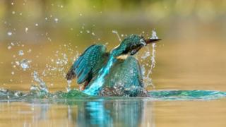 Daniel Hauck: 'I'm inspired by photographing wildlife around me' - BBC News