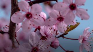 Pollen season: what you need to know - BBC Weather