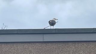 Appeal after seagull shot in the wing with an arrow - BBC News