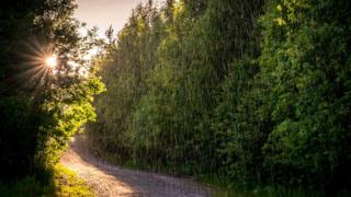Petrichor: Why does it smell after it rains? - BBC Newsround