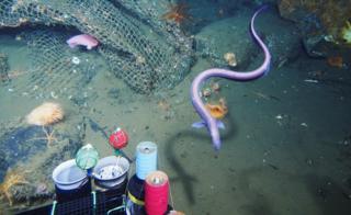 Diving into the world of the dead - BBC News
