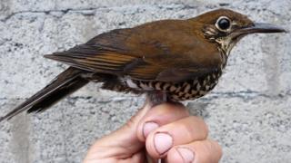 Tuneful song reveals new species of Himalayan thrush - BBC News