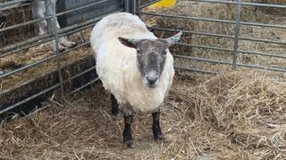 What became of Britain's 'loneliest' sheep Fiona? - BBC News