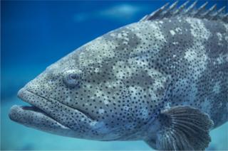 How fish and shrimps could be recruited as underwater spies - BBC News