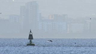 Birdwatcher snaps surprise whale shot in front of castle - BBC News
