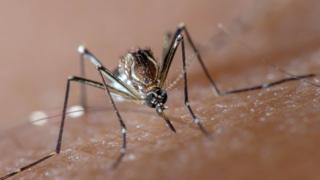 Mosquitoes in Scotland as far north as Shetland - BBC News