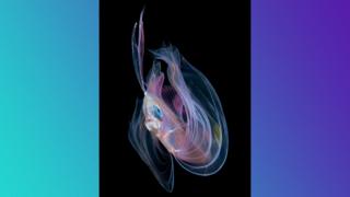 Incredible photos from the DEEP Indonesia International Underwater ...