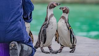 Ten rare Humboldt penguin chicks named after constellations - BBC Newsround