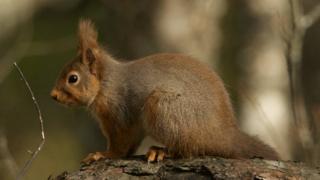 Red squirrel 'army' wins lottery funding for conservation battle - BBC News