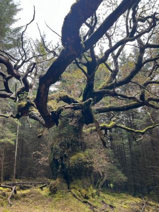 Amazing oak in Scotland named Tree of the Year - BBC Newsround