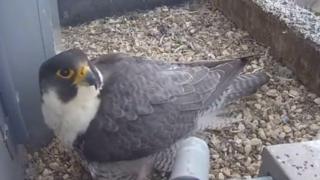 Norwich Cathedral welcomes new falcon after recent loss - BBC News