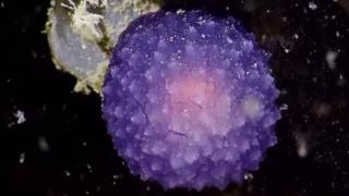 'Penis fish' wash up on a beach in California - BBC News