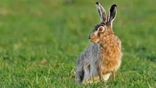 What is hare coursing and what impact does it have? - BBC News