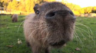 Belated birthday party for Cinnamon the capybara - BBC News