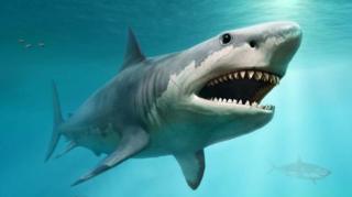 Megalodons were larger than previously thought, scientists say - BBC ...