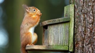 Scotland's red squirrel population remains stable - BBC News