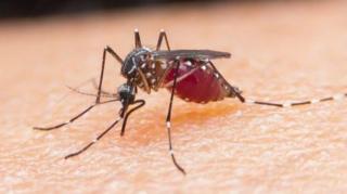 Mosquitoes in Scotland as far north as Shetland - BBC News