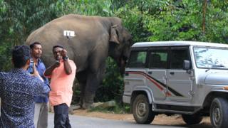 Padayappa: The friendly India elephant whose fame is a curse - BBC News