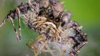 Massive new spider with red fangs discovered in caves in Mexico - BBC ...
