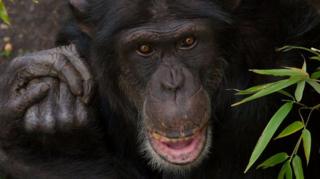 Chimpanzees - BBC News