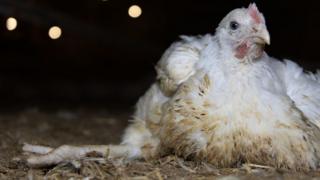 Animal welfare - BBC News