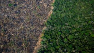 Deforestation of the Amazon rainforest - BBC News