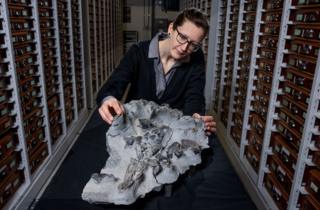 Jurassic fossil is most complete dinosaur ever found in Scotland - BBC ...